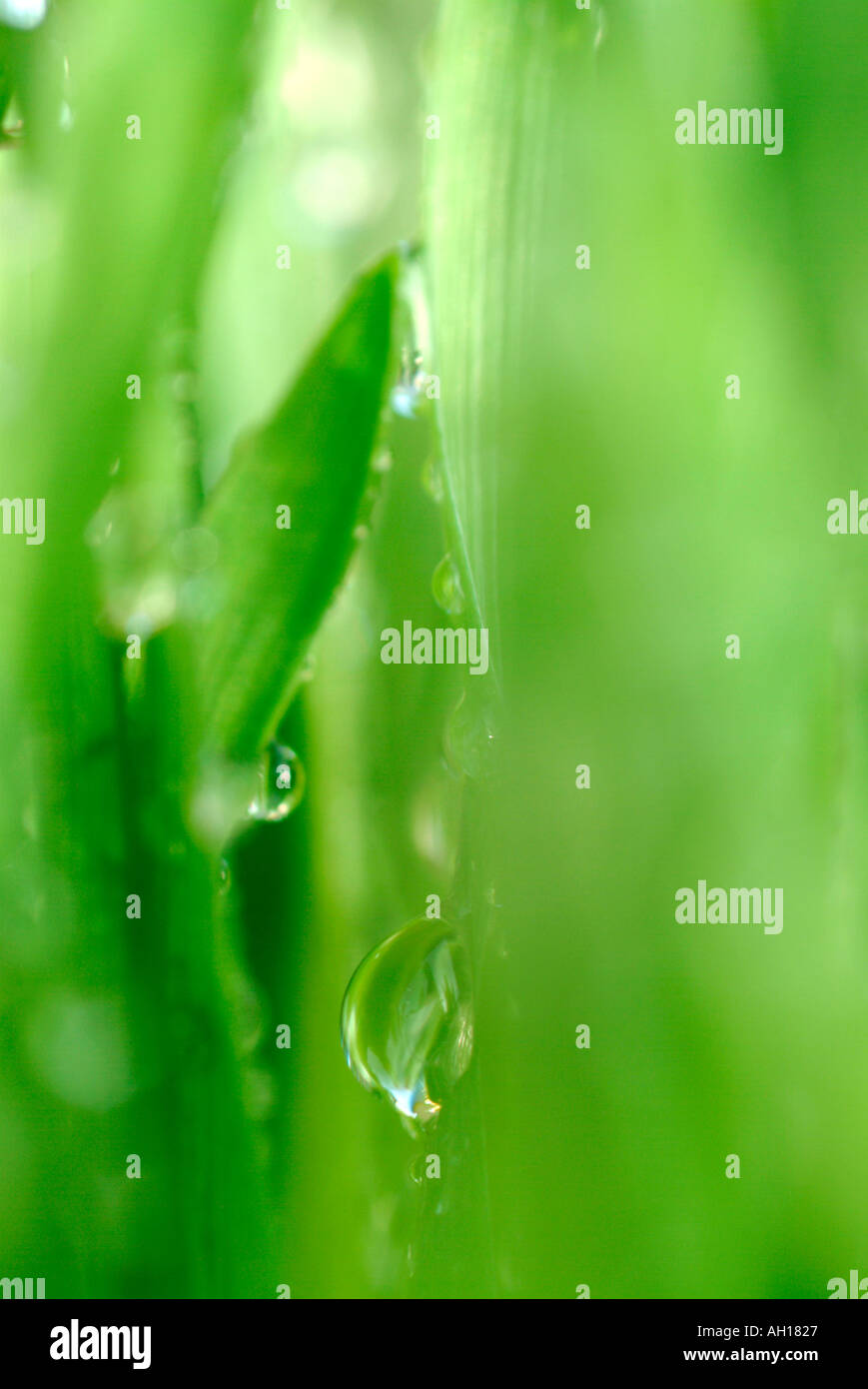 dew drops on wheat seed Triticum cereale Bavaria Germany Europe Stock ...