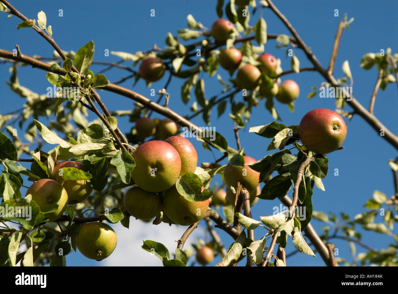 English cox hi-res stock photography and images - Alamy