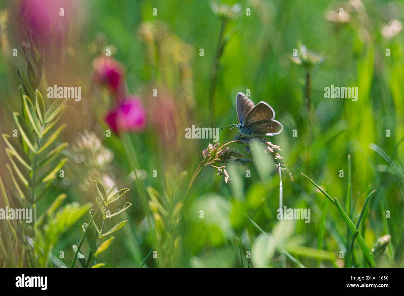 Small blue butterfly Italian Alps Stock Photo - Alamy