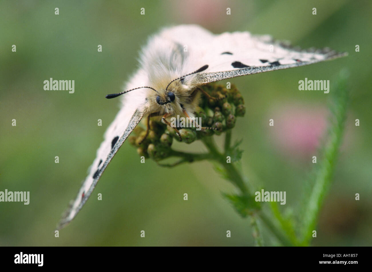 apollo butterfly Italian Alps Europe Stock Photo - Alamy