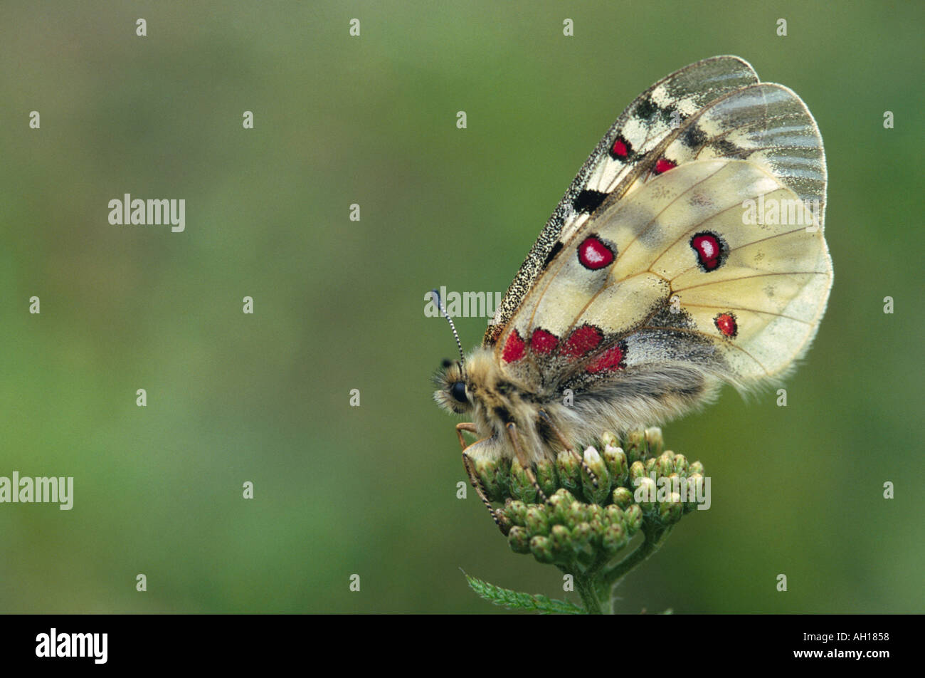 Alpine apollo butterfly hi-res stock photography and images - Alamy
