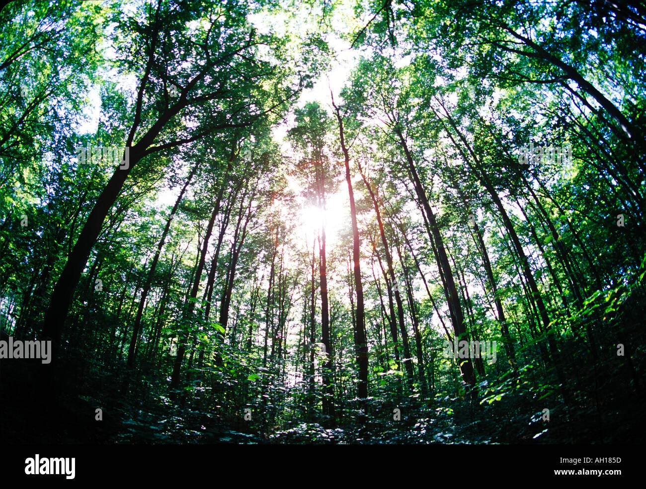 Beech tree forest outside Stockholm Sweden The most northern in ...