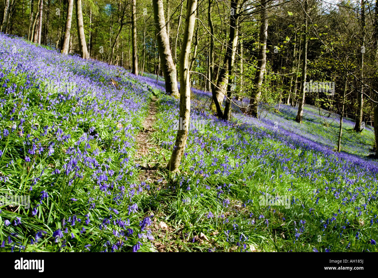 Bluebell woods, springtime, landscape Stock Photo - Alamy