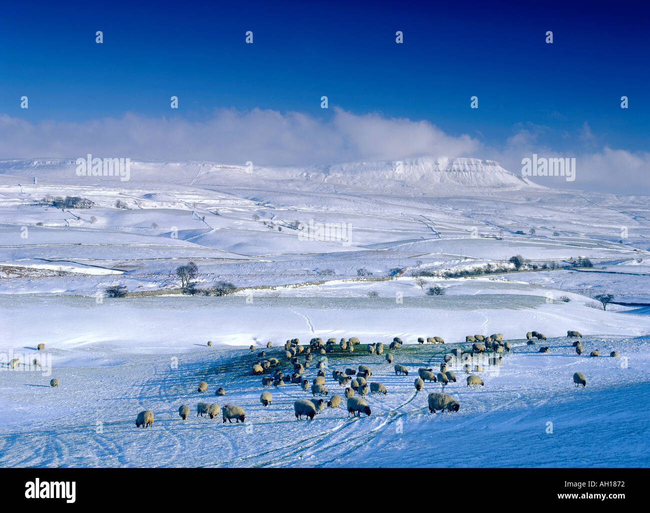 Ribble valley sheep hi-res stock photography and images - Alamy