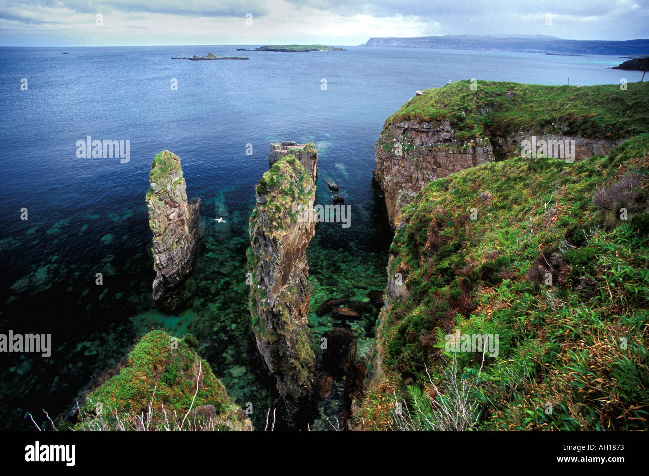 Scotland Sutherland Sea Stacks which are home to huge colonies of ...