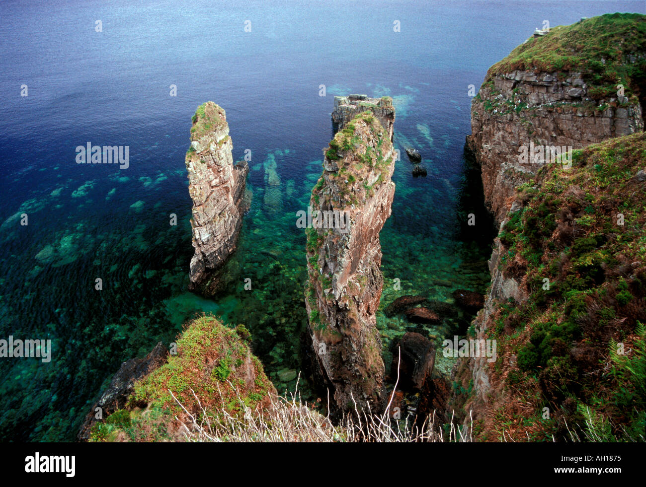 Scotland Sutherland Sea Stacks which are home to huge colonies of ...