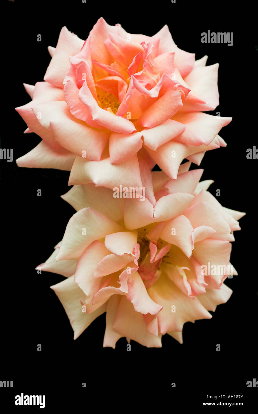 Two Pink Garden Roses Stock Photo - Alamy