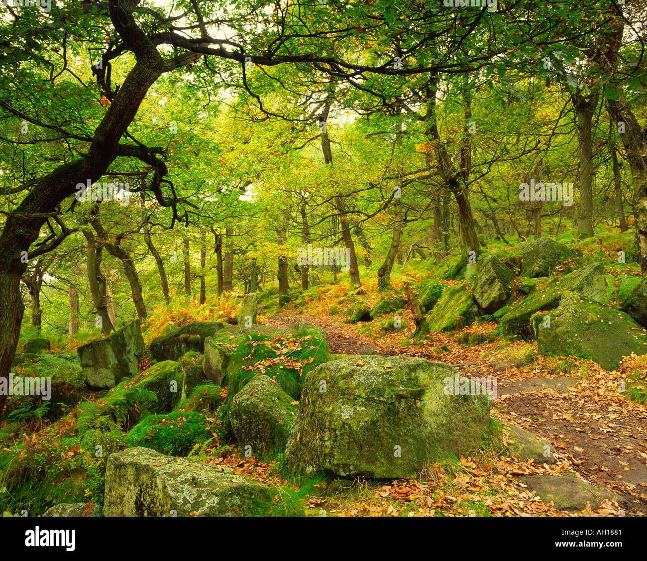 Longshaw estate woods hi-res stock photography and images - Alamy