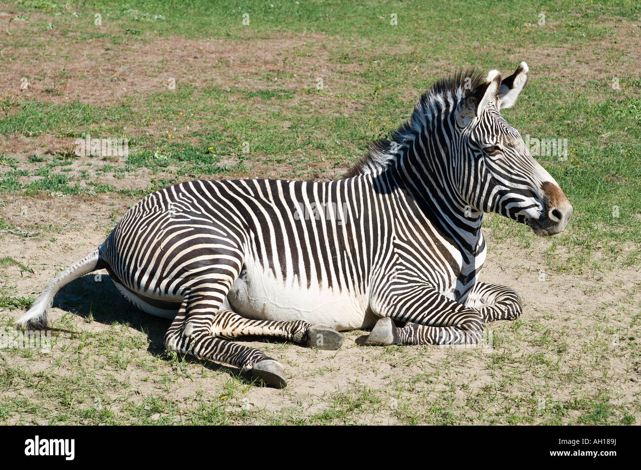 Zebra male animal hi-res stock photography and images - Alamy
