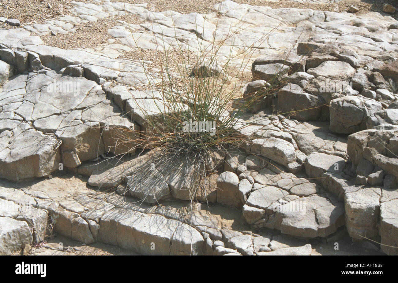 Desert and Plant Stock Photo - Alamy
