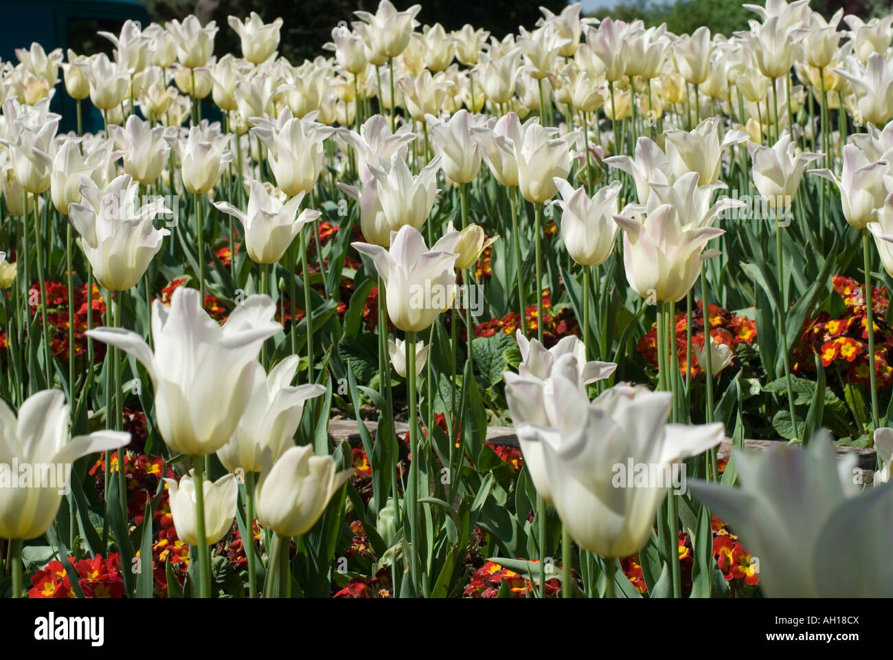 Tulips in spring Stock Photo - Alamy
