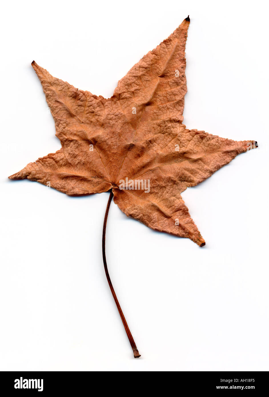 Close up dead plants Cut Out Stock Images & Pictures - Alamy