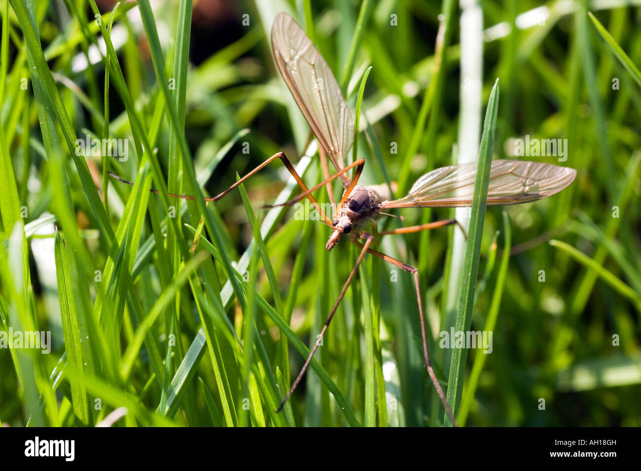 Crane fly insect hi-res stock photography and images - Alamy