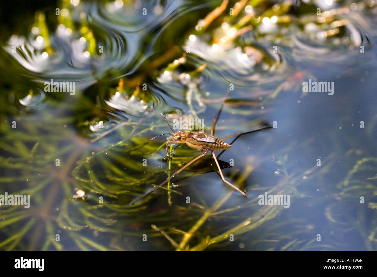 Water strider, gerris species Stock Photo - Alamy