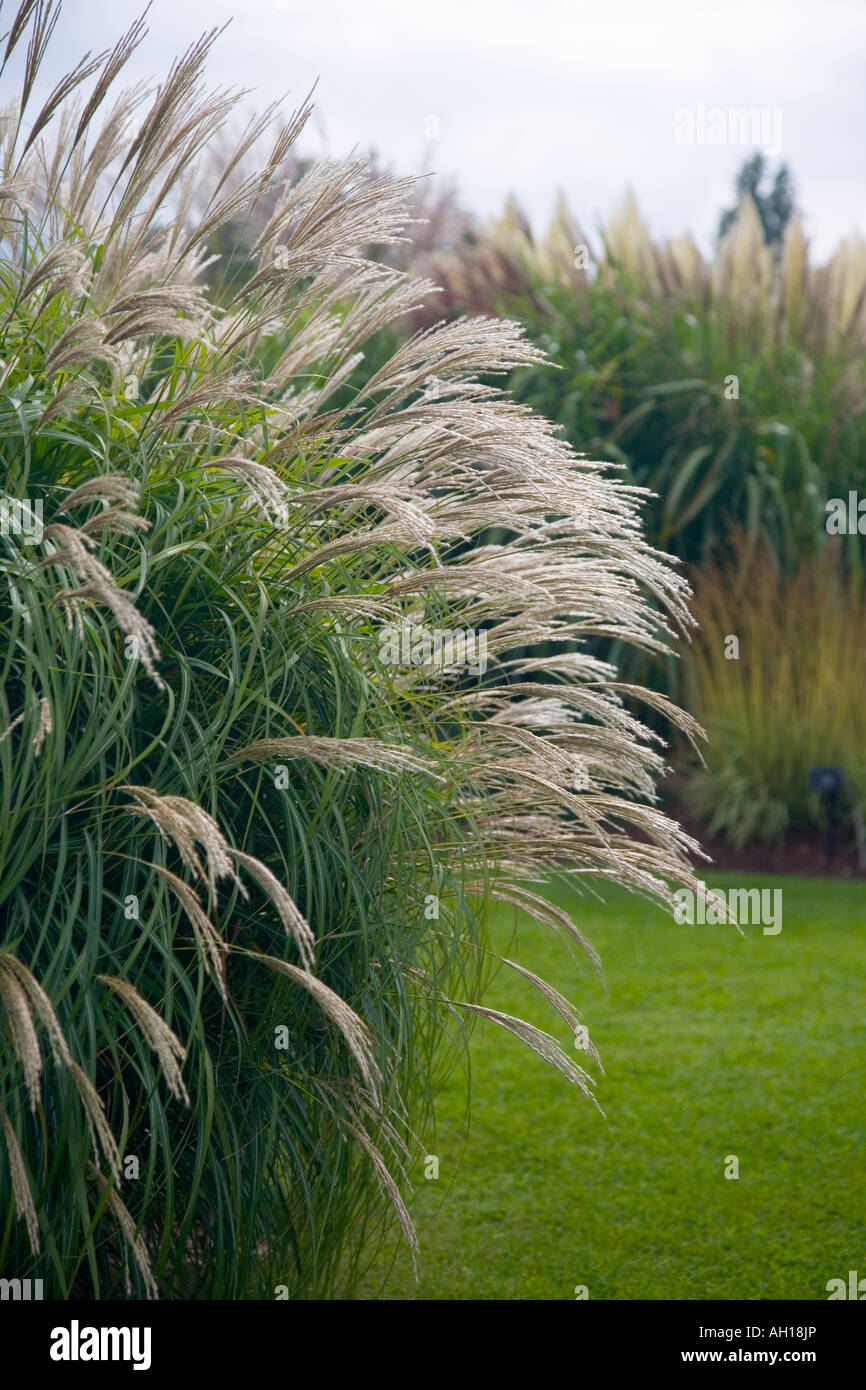 Ornamental grasses hi-res stock photography and images - Alamy