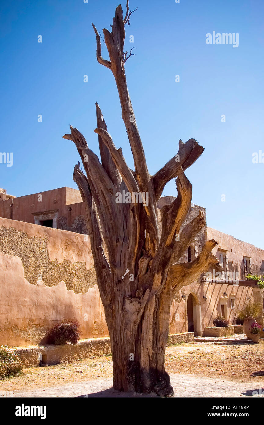 Arkadi Monastery Tree High Resolution Stock Photography and Images - Alamy