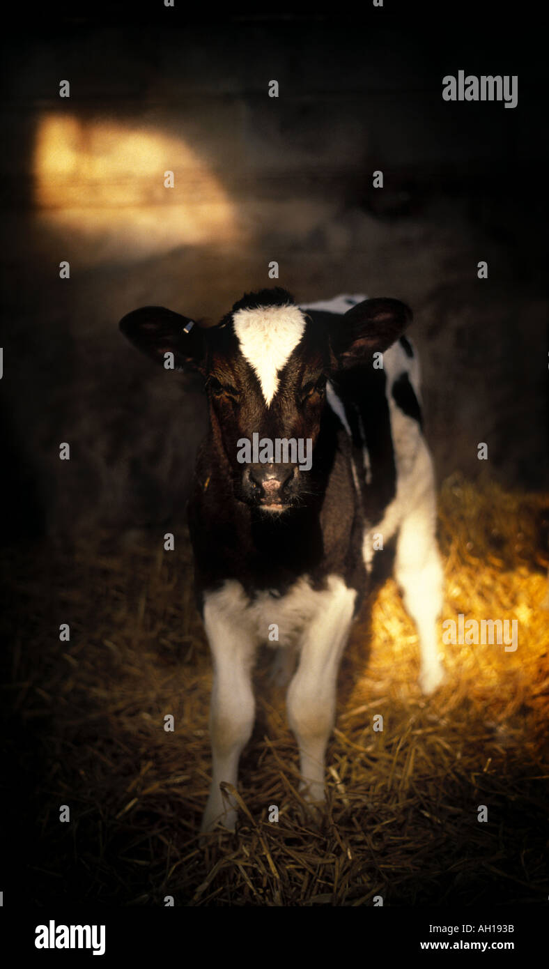 A young Friesian calf in a barn Stock Photo - Alamy