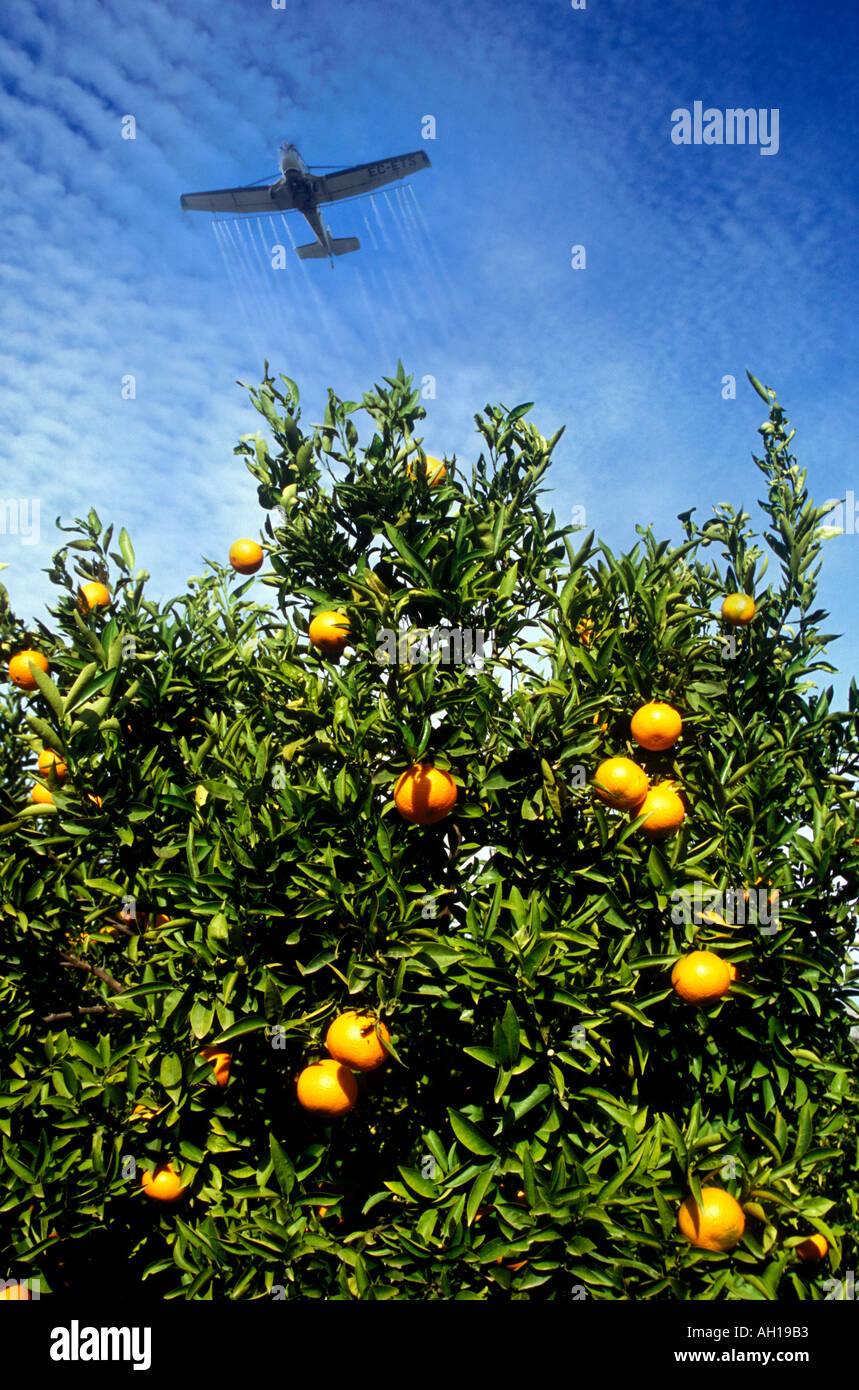 Aerial spraying of pesticides on orange trees in the Costa Blanca ...