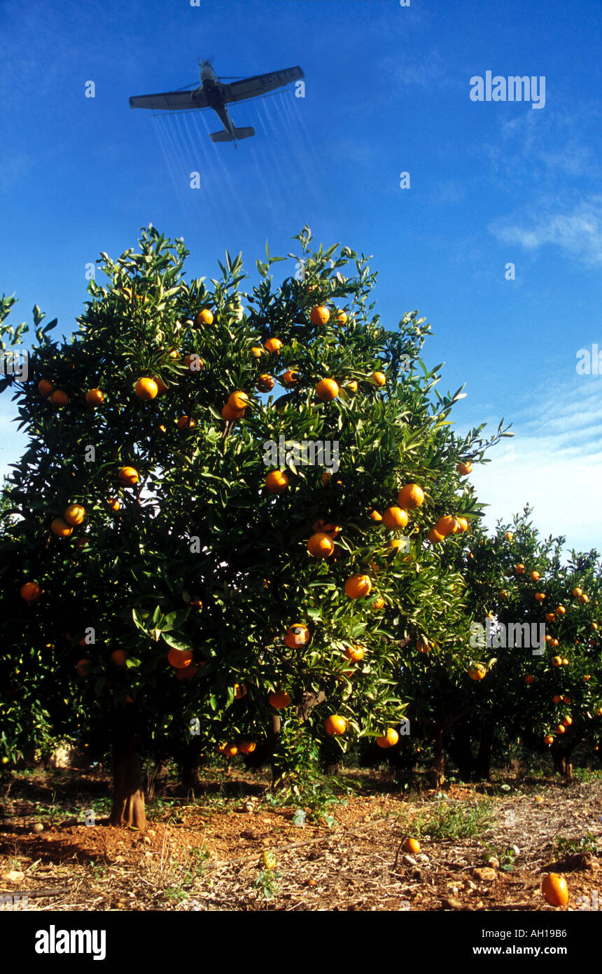 Aerial spraying of pesticides on orange trees in the Costa Blanca ...