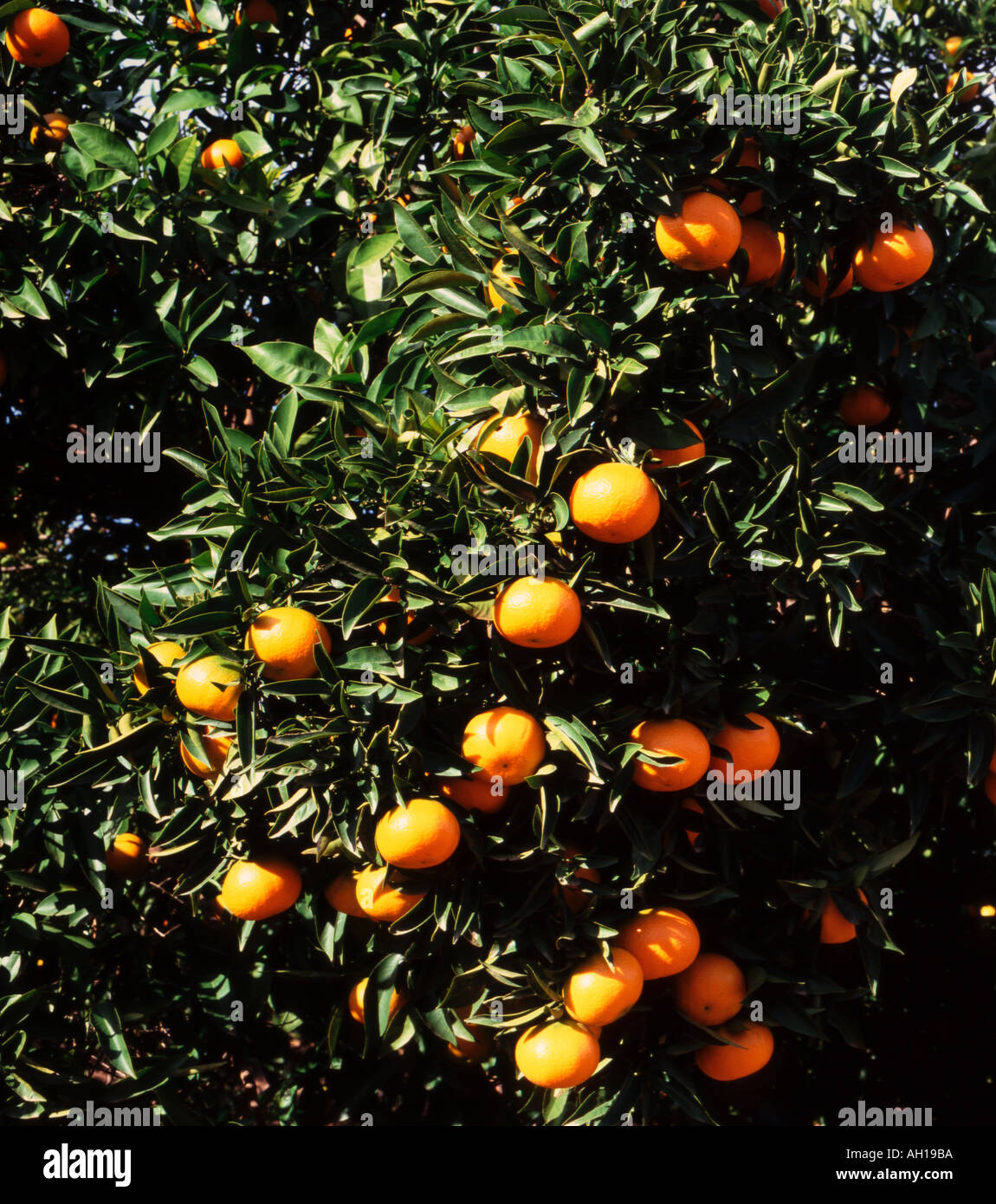 Satsuma region hi-res stock photography and images - Alamy