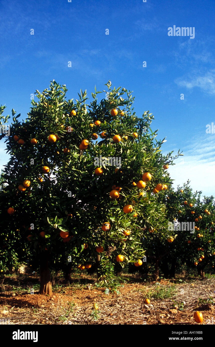Satsuma region hi-res stock photography and images - Alamy