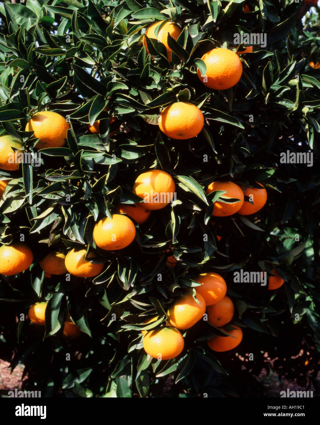 Satsuma region hi-res stock photography and images - Alamy