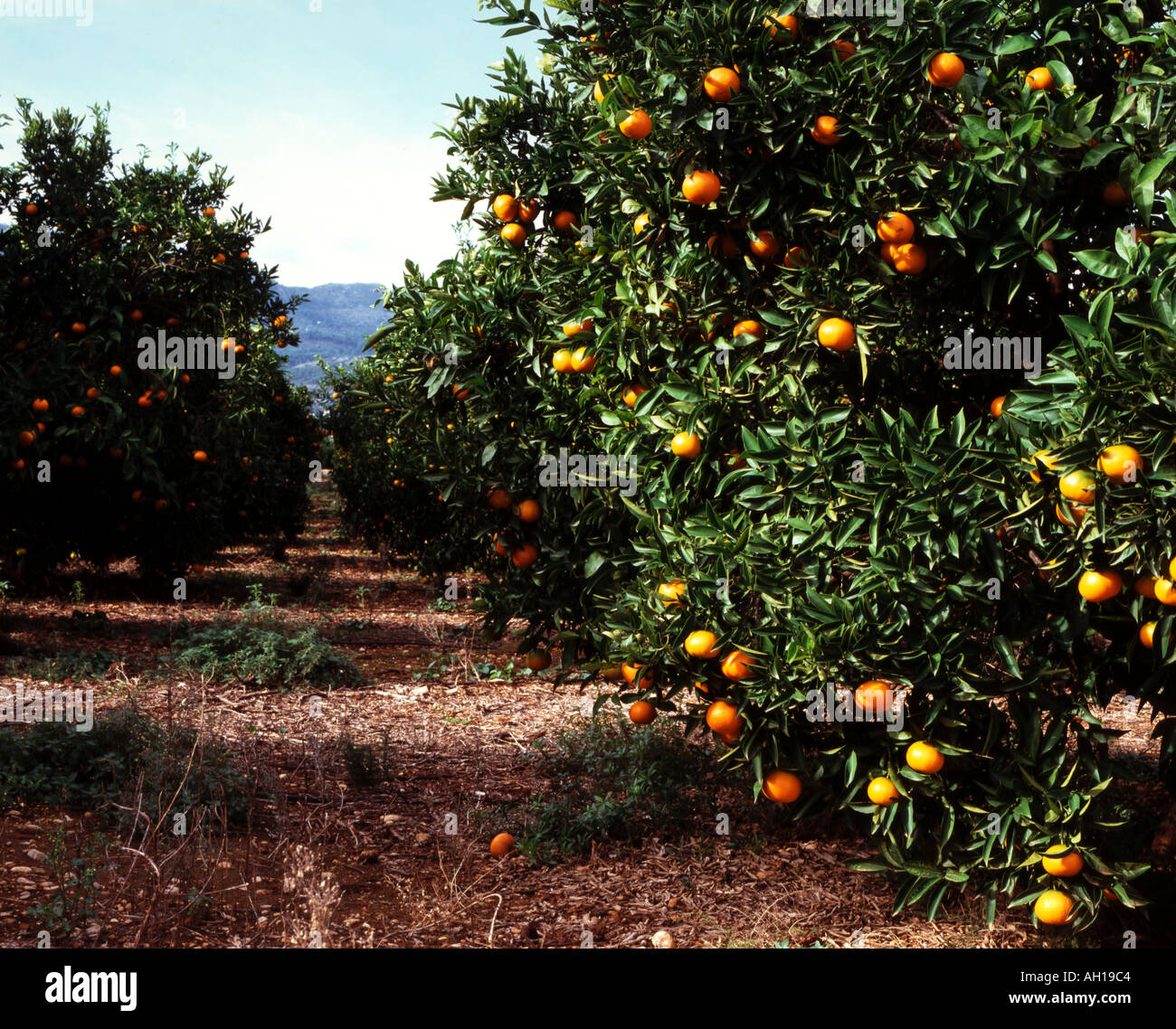 Satsuma region hi-res stock photography and images - Alamy