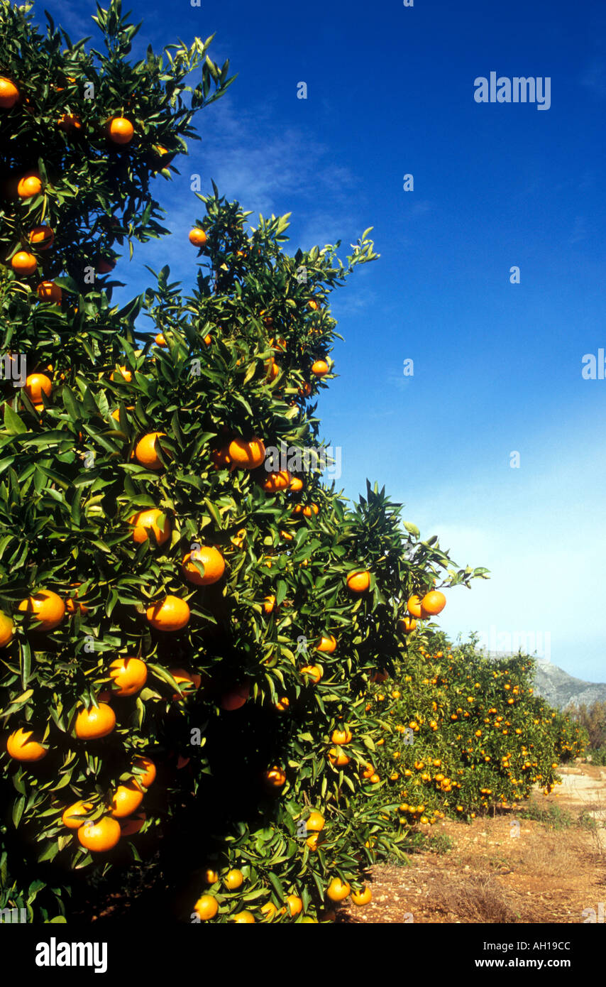 Satsuma region hi-res stock photography and images - Alamy