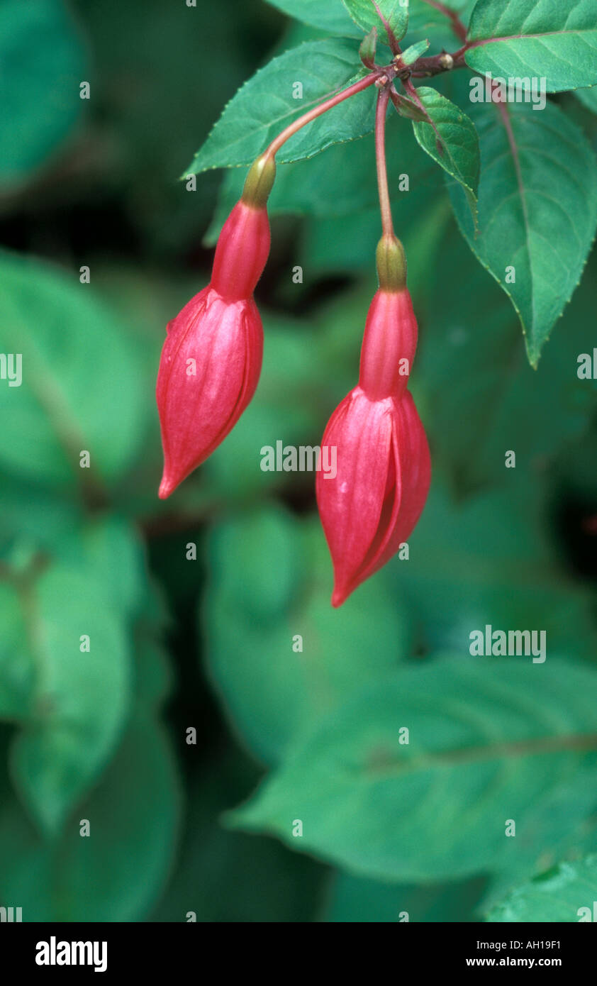 Fuscia flowers tubular in shape Deciduous evergreen with vivid coloured ...