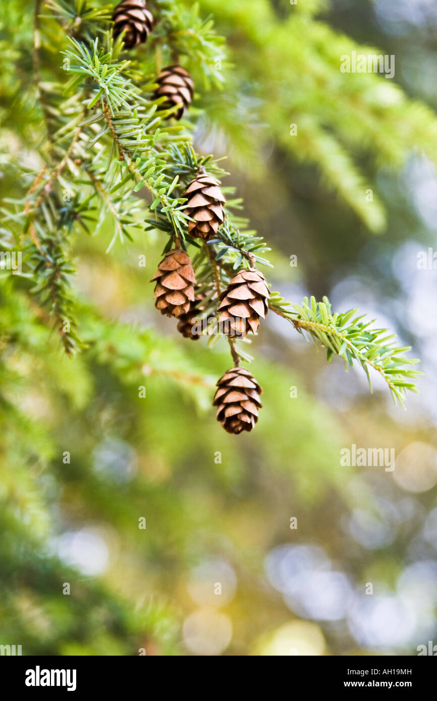 Cones on an evergreen tree Stock Photo - Alamy