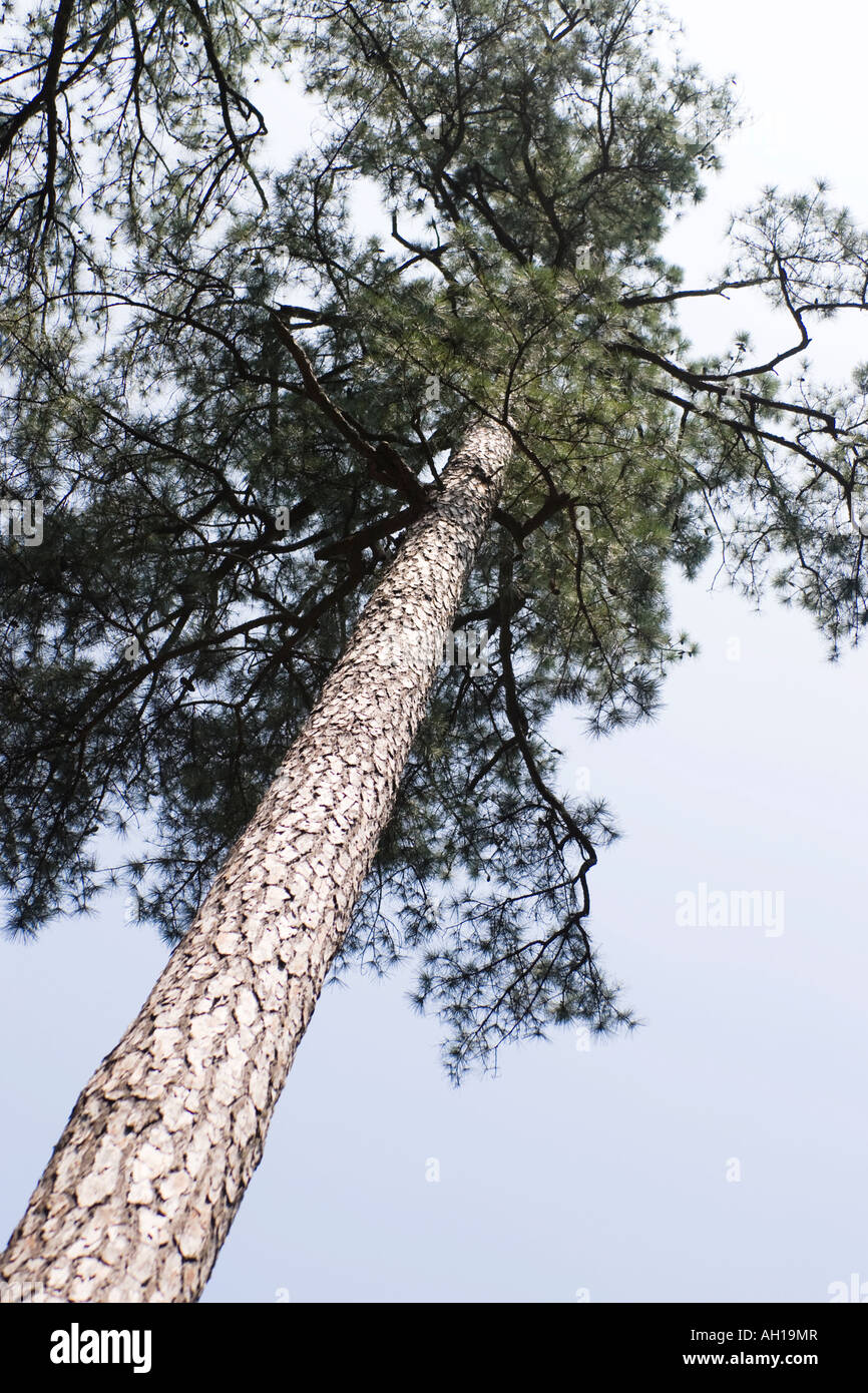Loblolly pine pinus taeda hi-res stock photography and images - Alamy