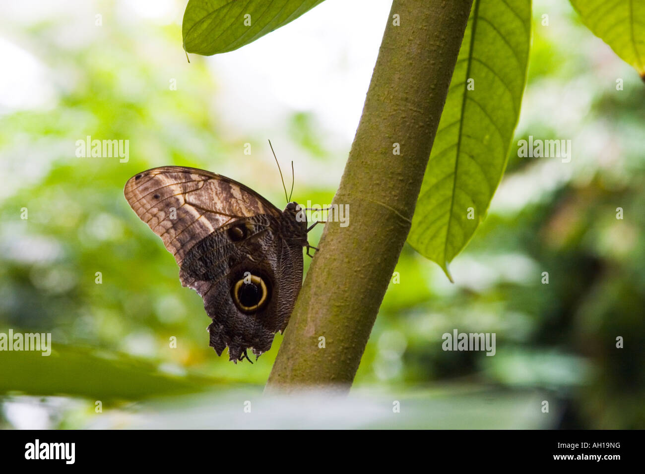 Brush footed butterfly family nymphalidae hi-res stock photography and ...