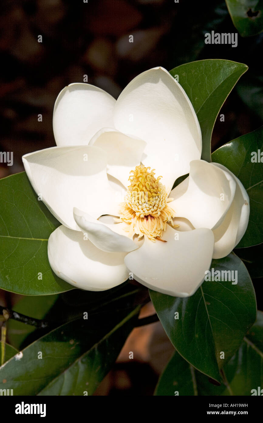 Magnoli White Flower