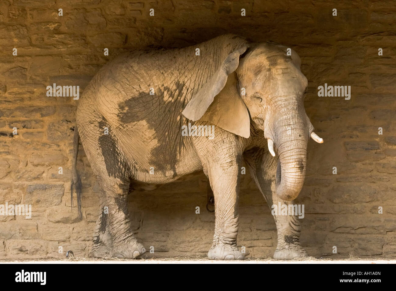 Philadelphia zoo elephant hi-res stock photography and images - Alamy