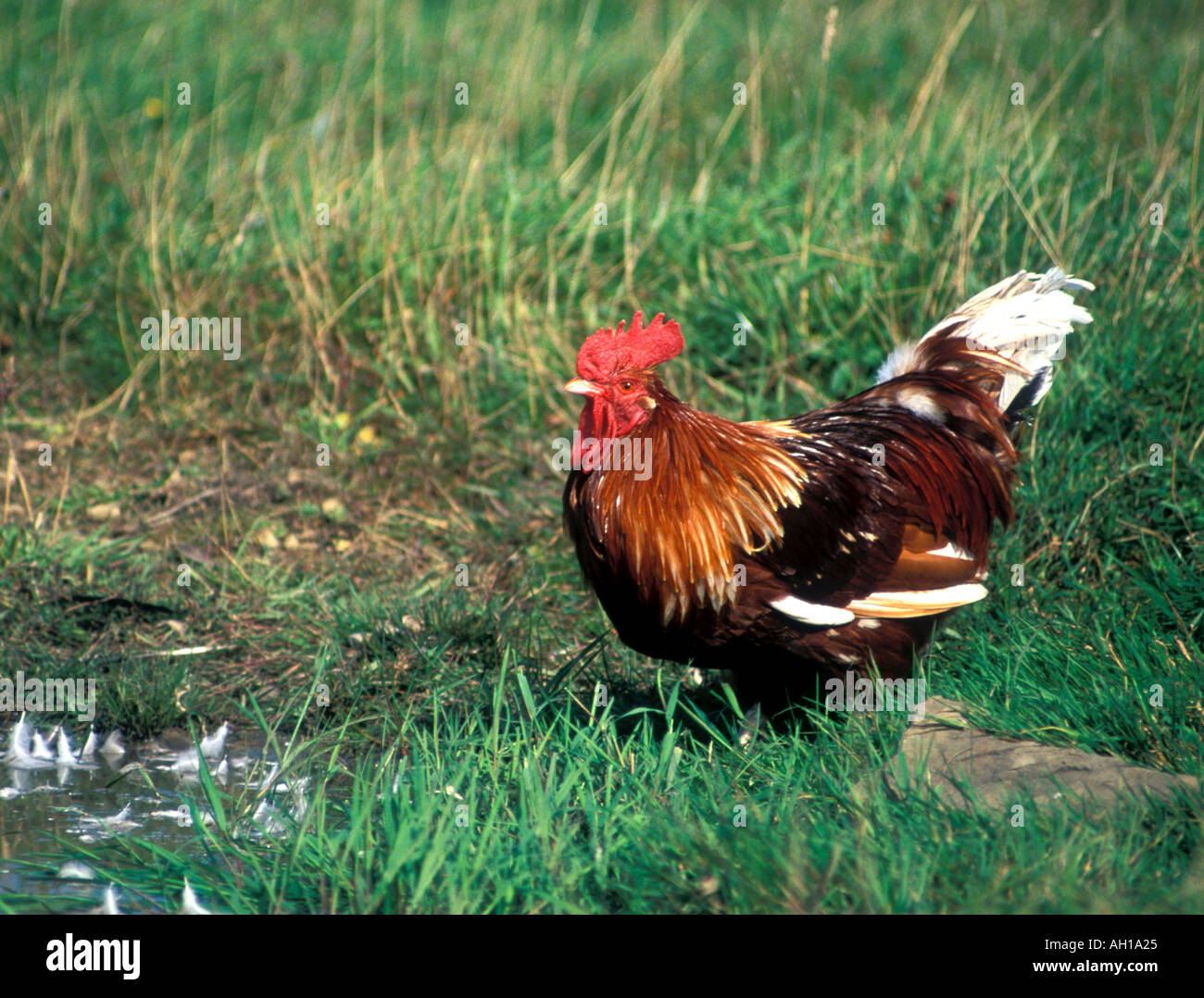 Free range cockerel near a pond Traditional farming of poultry Stock ...