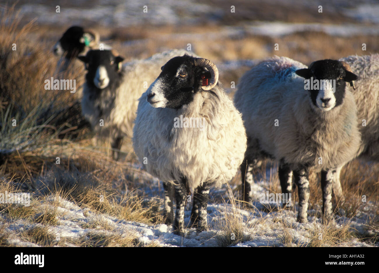 Swaledale ewes in winter North Yorkshire Stock Photo - Alamy