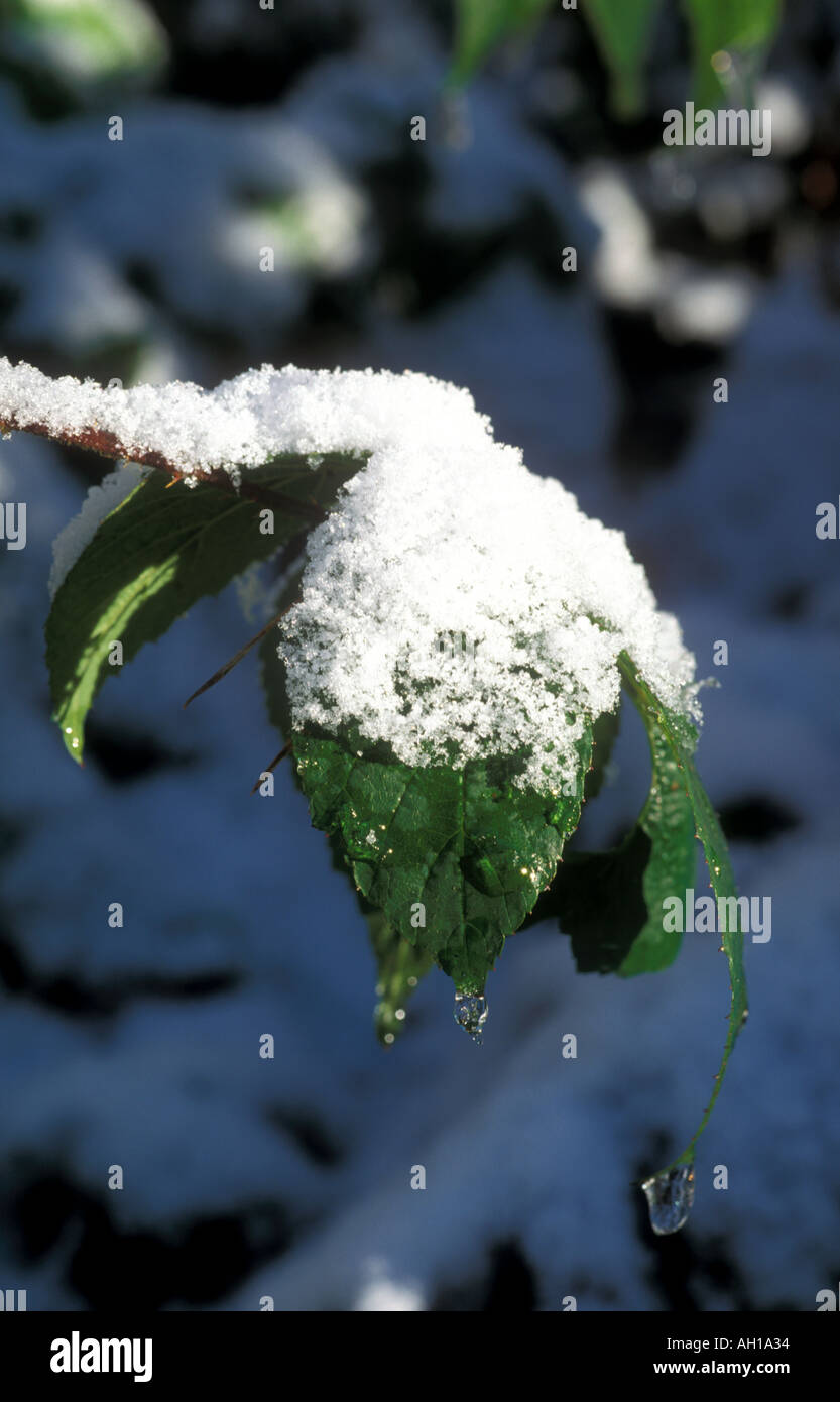 Snow melting in the sun on a leaf Stock Photo - Alamy