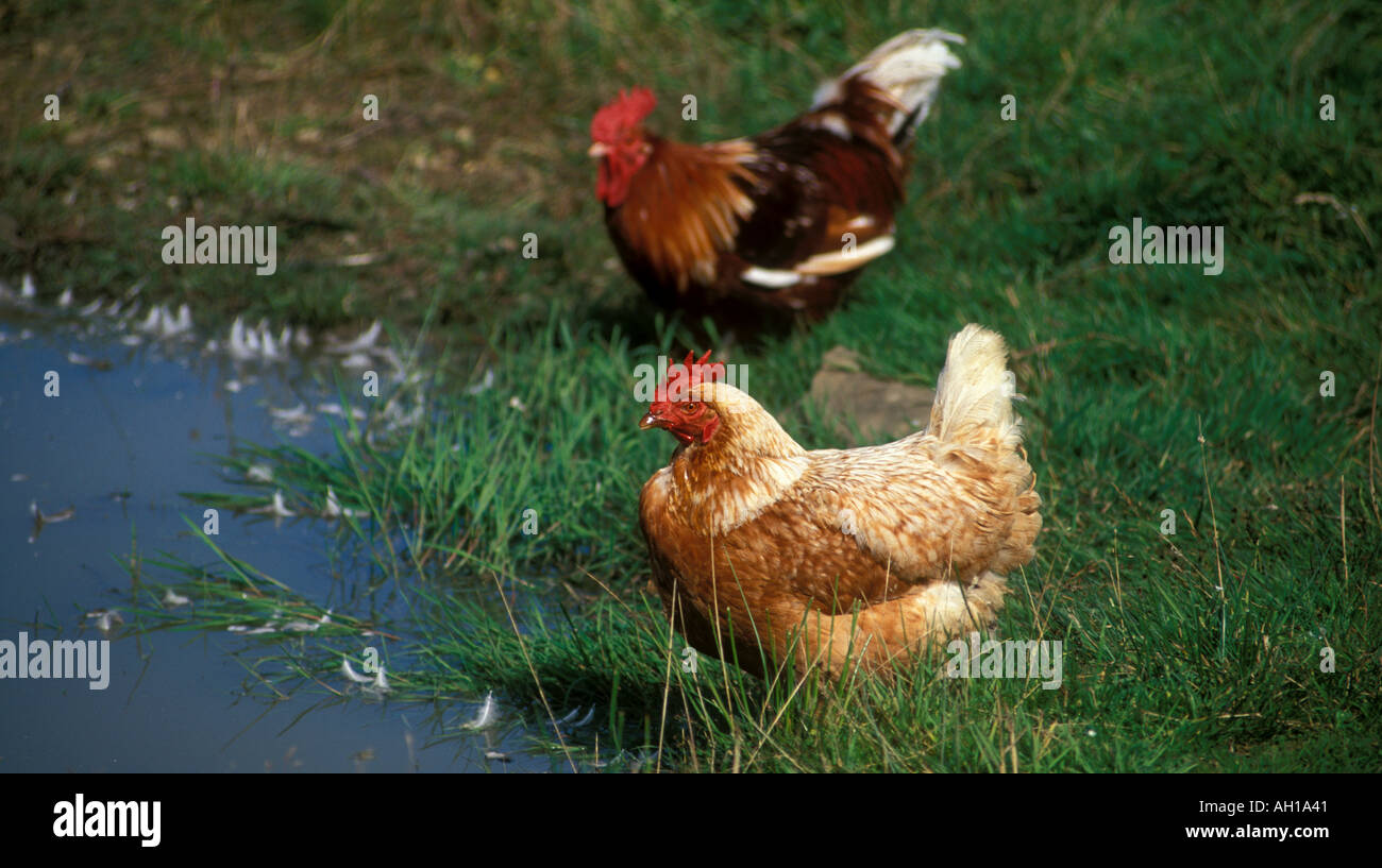 Free range cockerel near hi-res stock photography and images - Alamy