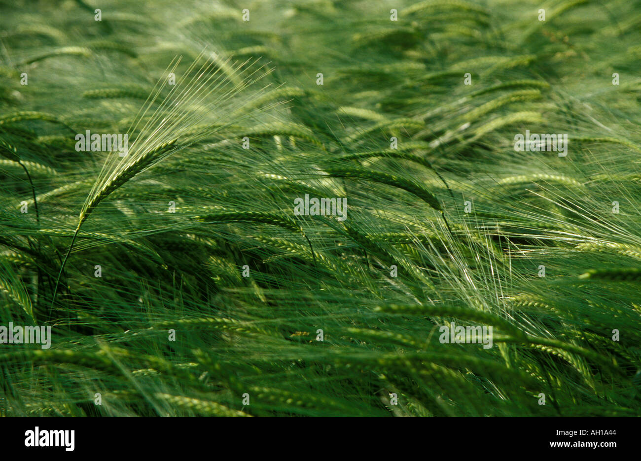 Crop of barley Stock Photo - Alamy