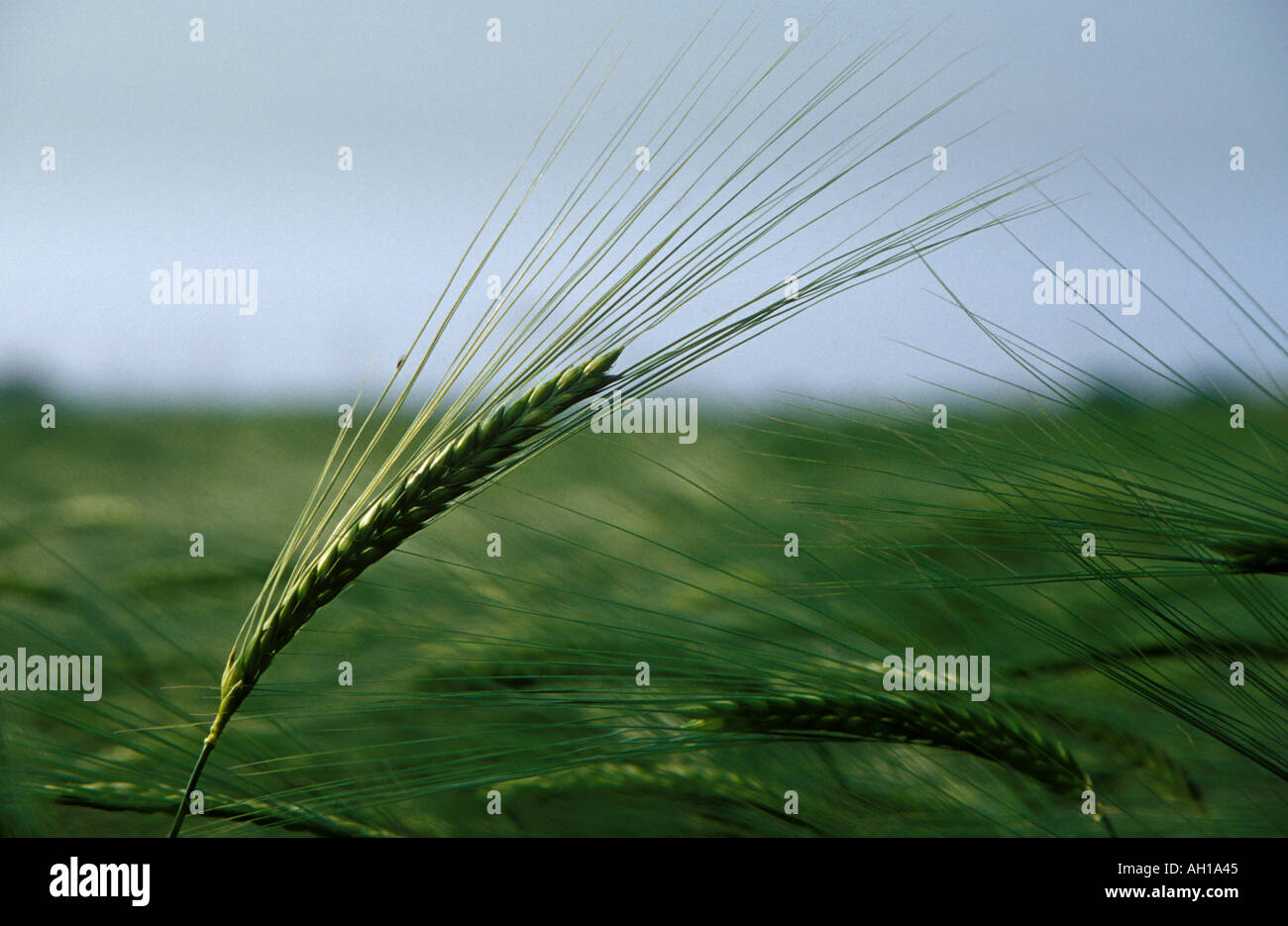 Crop of barley Stock Photo - Alamy