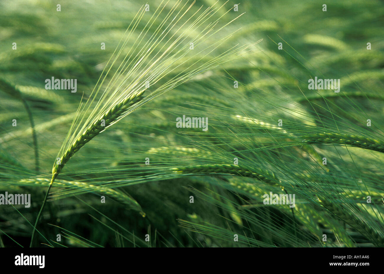 Crop of barley Stock Photo - Alamy