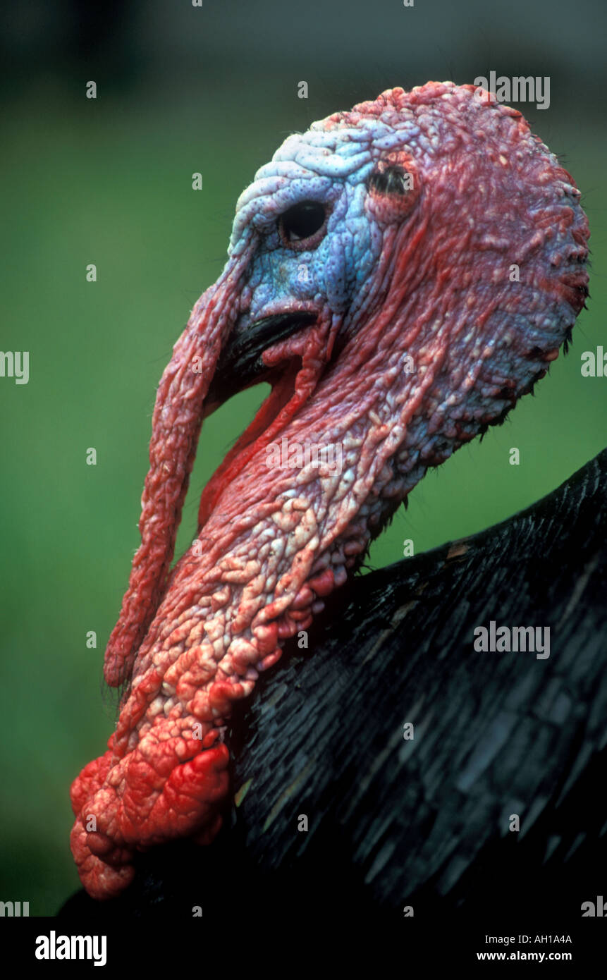 An ugly but colourful looking turkey Stock Photo - Alamy