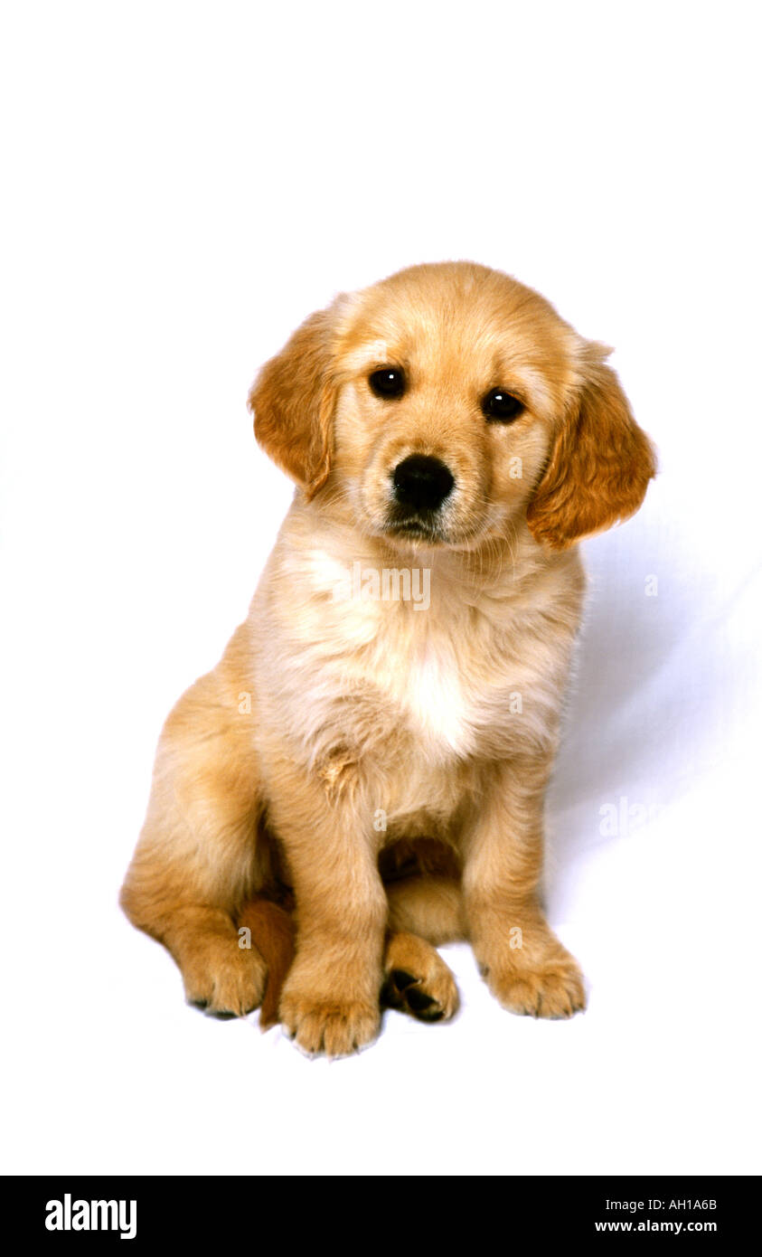 Black man golden retriever hi-res stock photography and images - Alamy