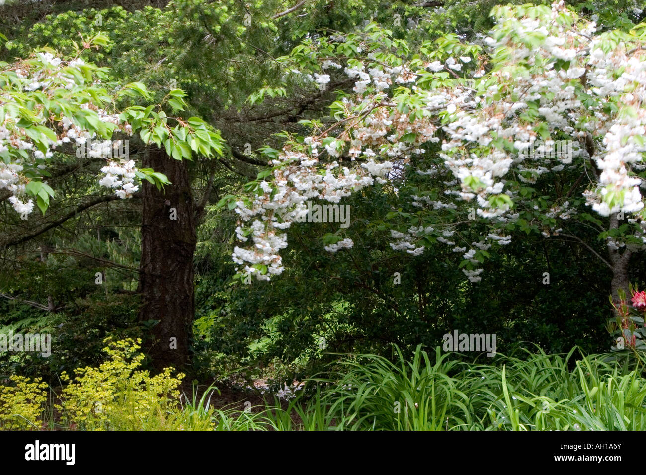 Trees flower in spring on the Oregon coast Stock Photo - Alamy