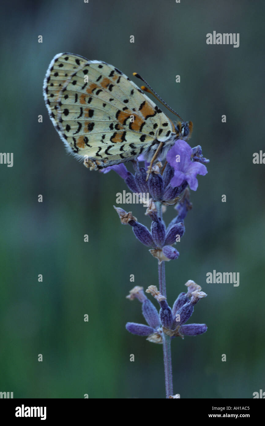 Lesser Spotted Fritillary butterfly melitaea trivia on lavender Stock ...