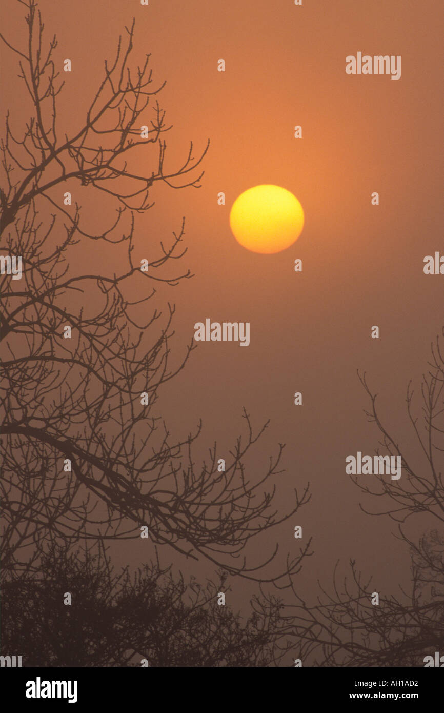 Sun rising through mist against tree branches North York Moors National ...