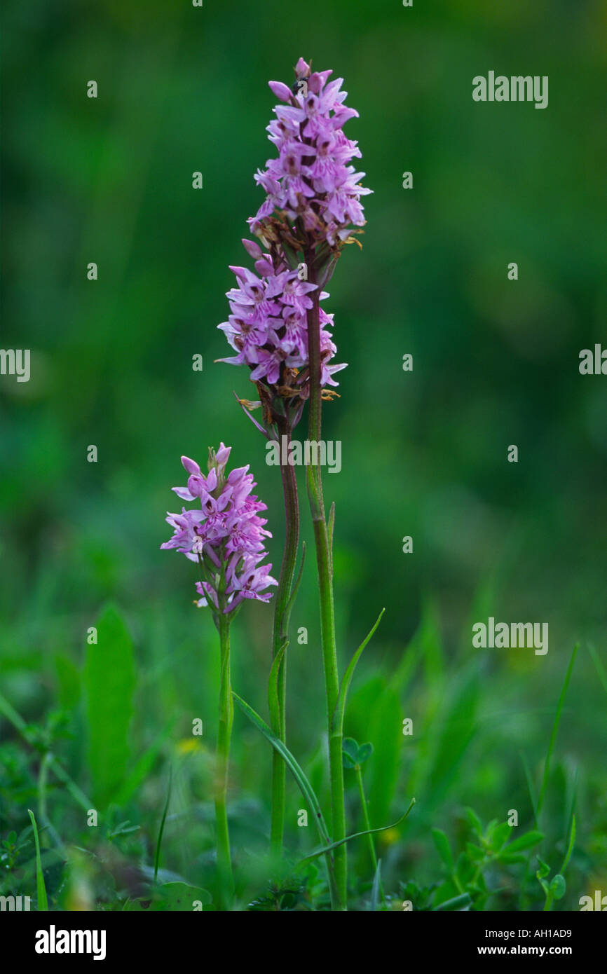 Hawthorn dene nature reserve hi-res stock photography and images - Alamy
