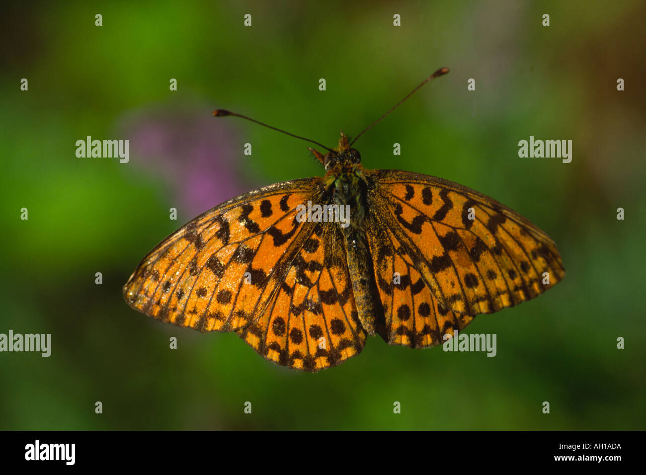 Clossiana hi-res stock photography and images - Alamy