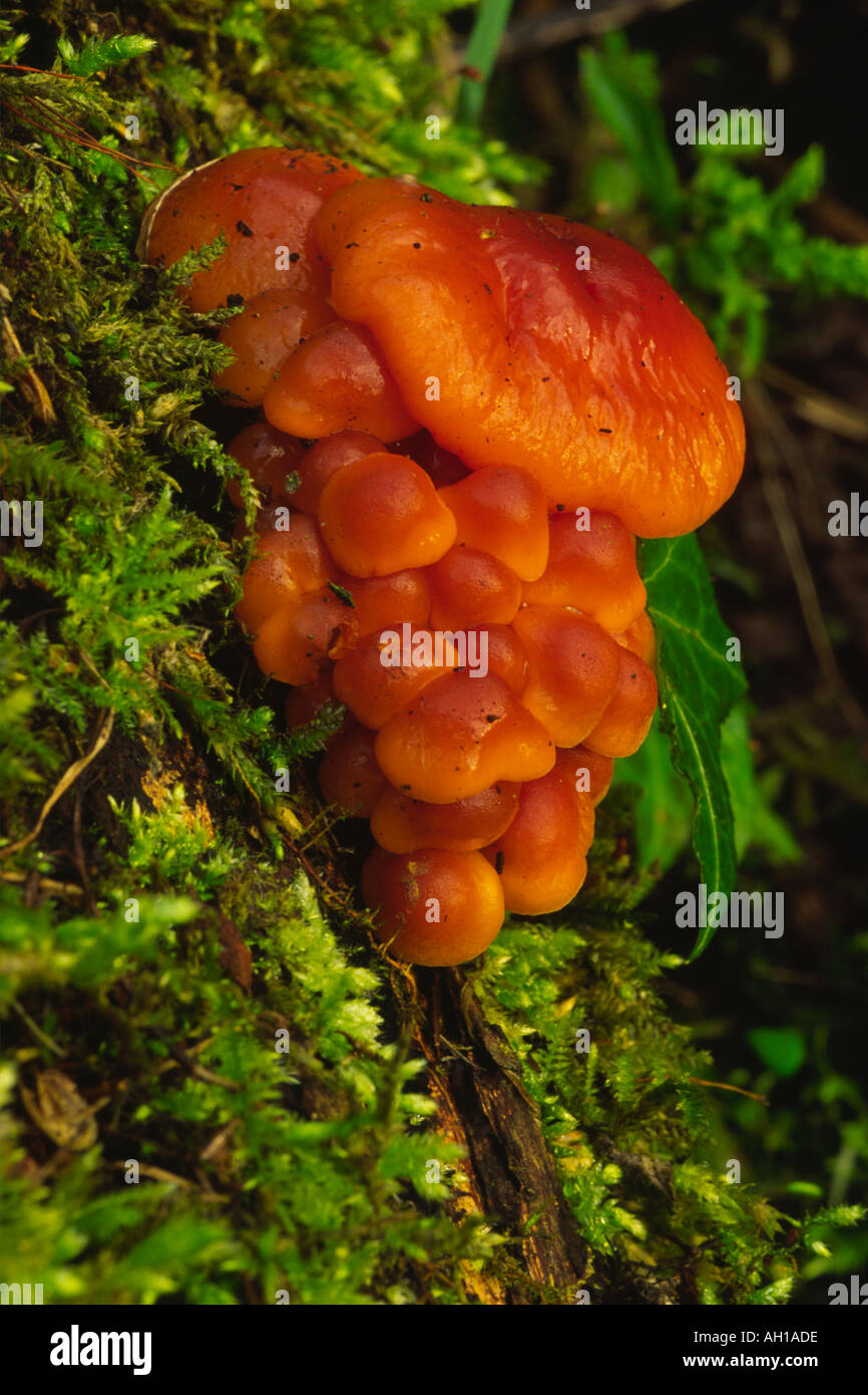 Velvet Shank fungus Flammulina velutipes at Hawthorn Dene nature ...