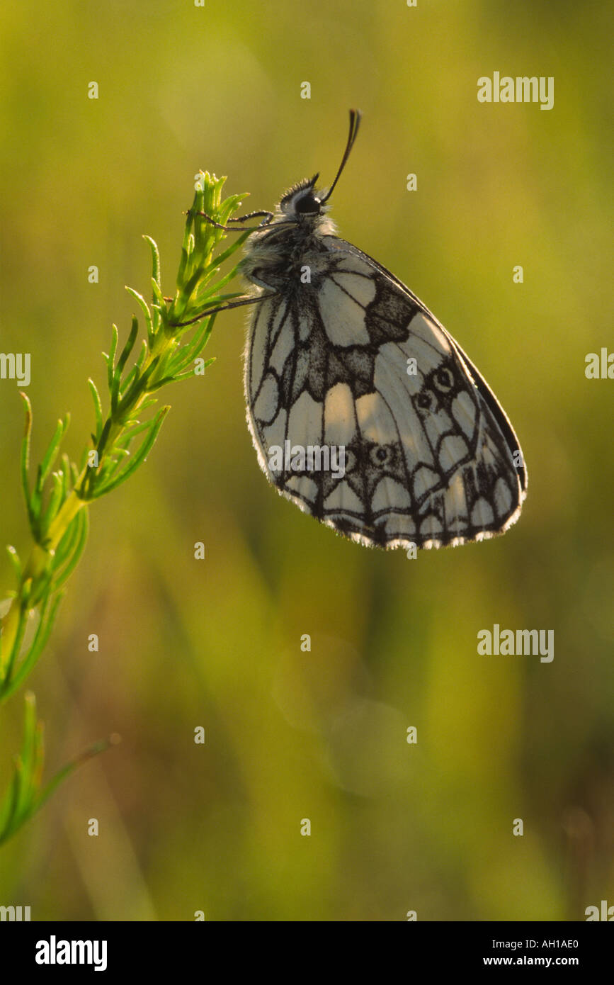 Marble white butterfly melanargia hi-res stock photography and images ...